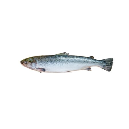 Atlantic Salmon in Pakistan, Islamabad Lahore Karachi Buy Online