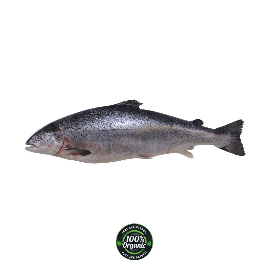 Salmon Price in Pakistan | Buy Fresh Imported Salmon Fish Online